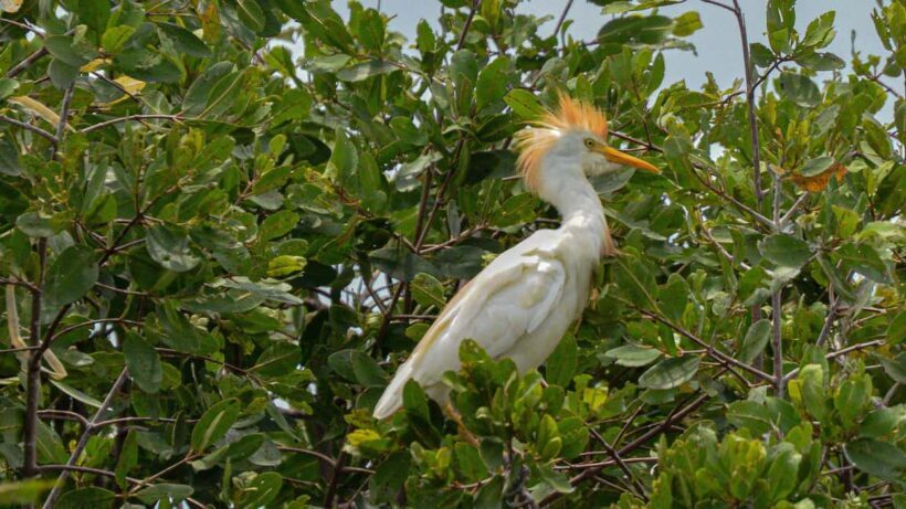 Puerto Escondido: Kayak Adventure On Manialtepec Lagoon - FAQ