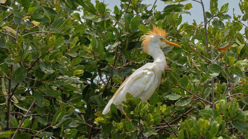 Puerto Escondido: Oaxaca Coast Wildlife Ecotour - Key Points