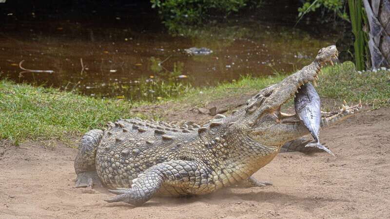 Puerto Escondido: Oaxaca Coast Wildlife Ecotour - FAQs