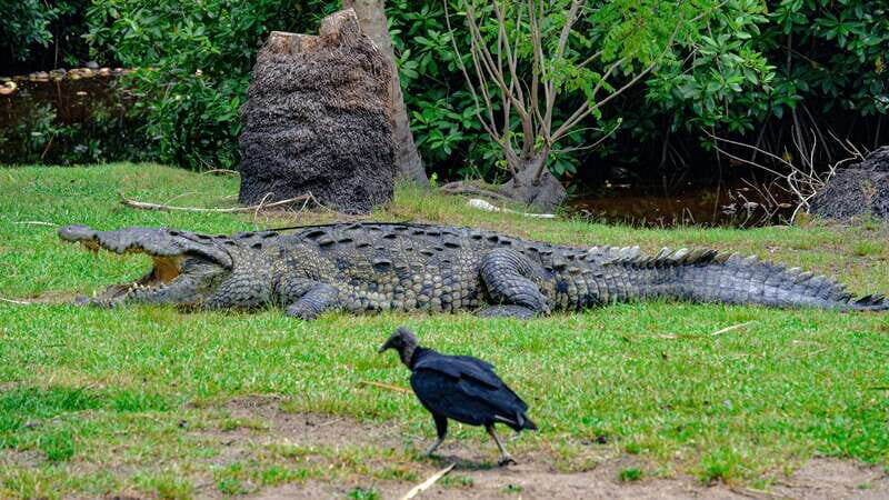 Puerto Escondido: Oaxaca Coast Wildlife Ecotour - Final Thoughts