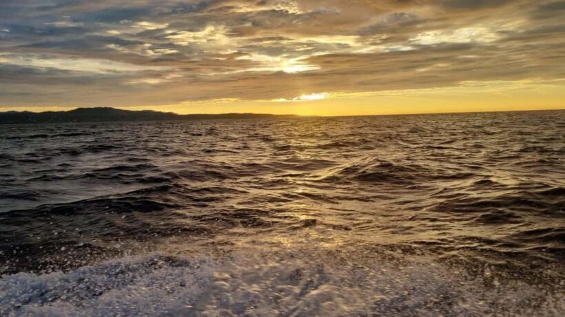 Puerto Escondido: The Best Adventure for Dolphin Watching - Discovering Puerto Escondido’s Marine Life