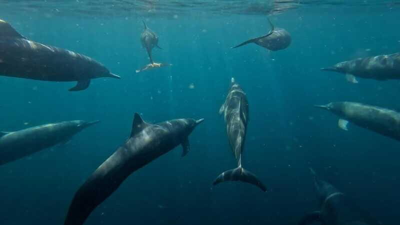 Puerto Escondido: The Best Adventure for Dolphin Watching - Final Thoughts: Who Is This Tour Best For?