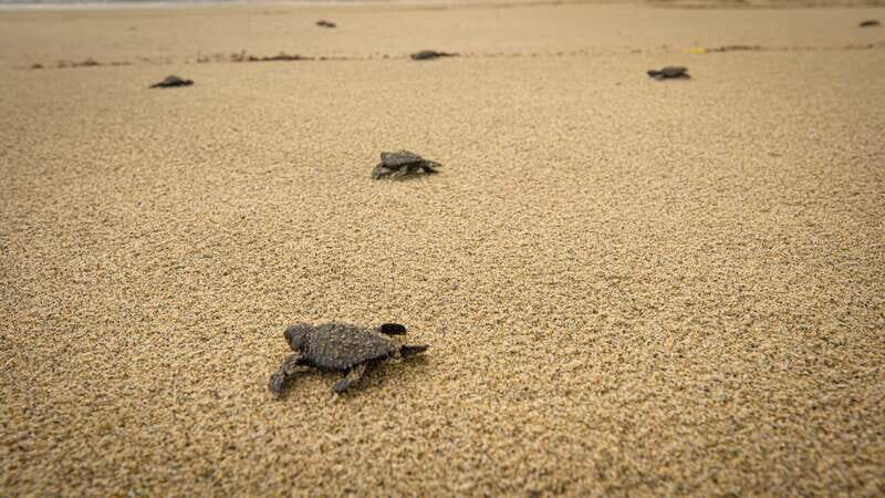 Puerto Escondido: Turtle Release and Bioluminescent Plankton - Final Thoughts on the Tours Value