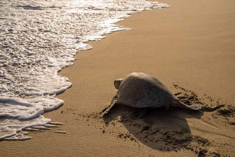 Puerto Escondido: Turtle Release Experience - What to Expect from the Turtle Release Experience