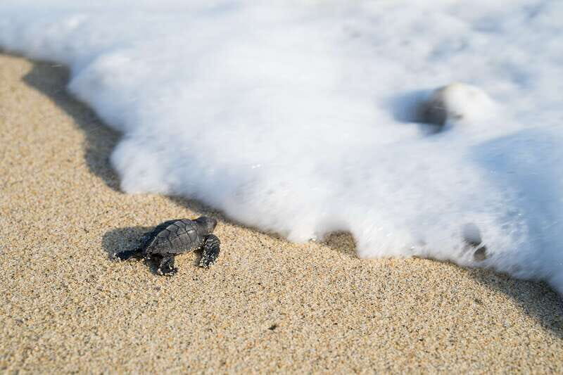 Puerto Escondido: Turtle Release Experience - The Conservation Element and Education