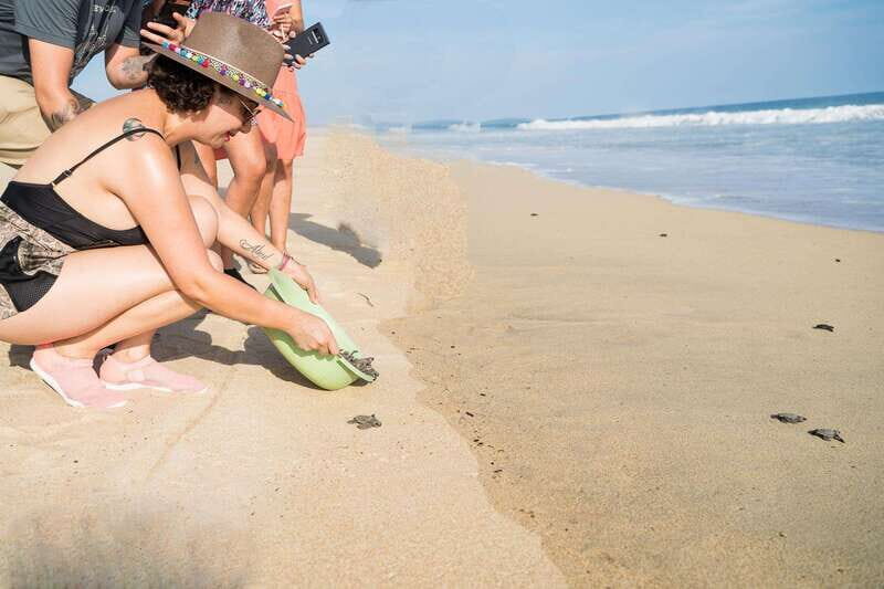 Puerto Escondido: Turtle Release Experience - Authentic Experiences and Real Feedback from Travelers