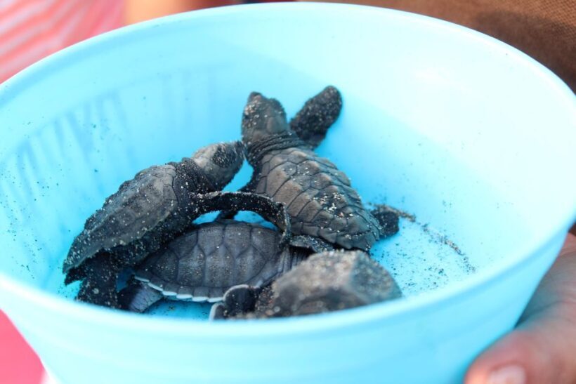 Puerto Escondido: Turtle Release Experience - Final Thoughts