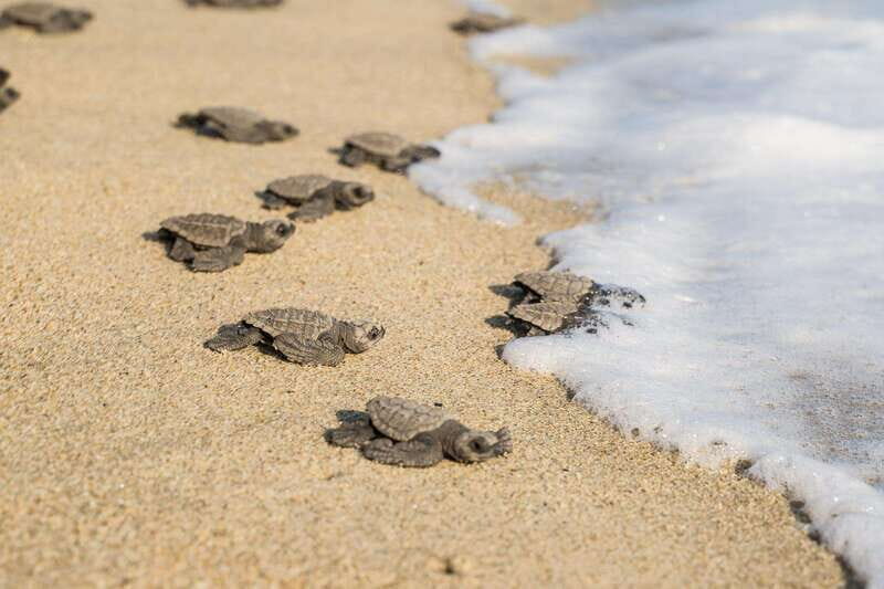 Puerto Escondido: Turtle Release Experience - FAQ