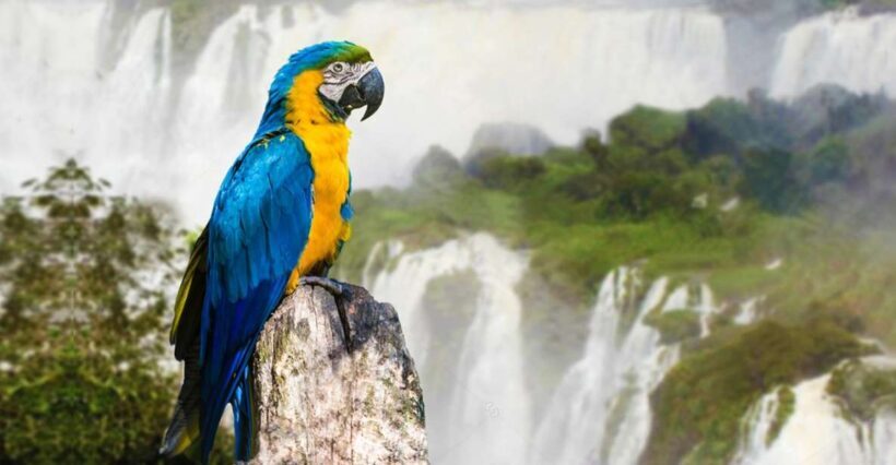 Puerto Iguazu: Iguaza Falls Brazilian Side & Bird Park Tour - The Itinerary In-Depth