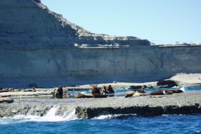 Puerto Madryn: Excursion to Peninsula Valdes Classic - Who Will Love This Tour?