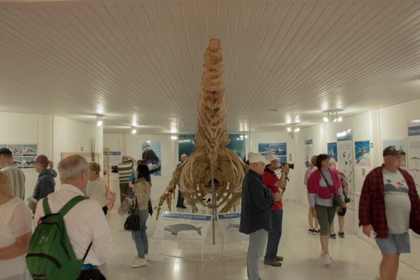 Puerto Madryn: Full Day Peninsula Valdes Experience Tour - Who Will Love This Experience?