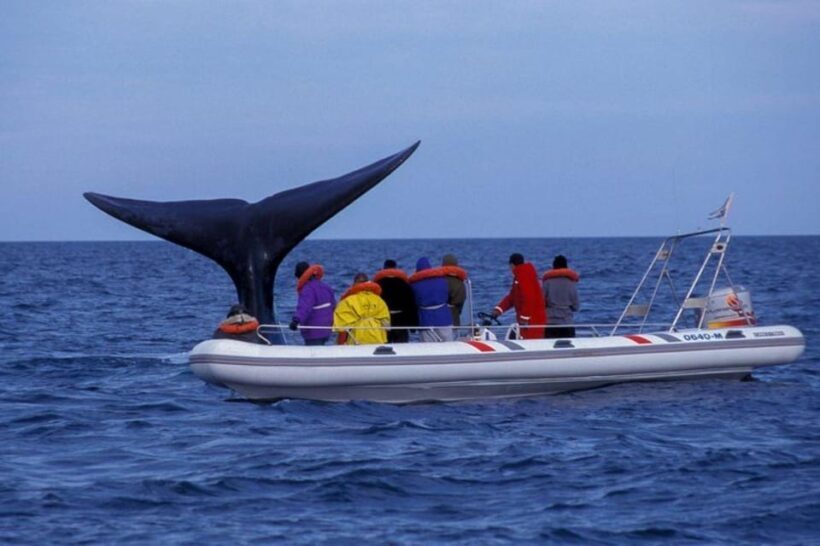 Puerto Madryn: Peninsula Valdes Tour with Whale Watching - Practical Details and Value