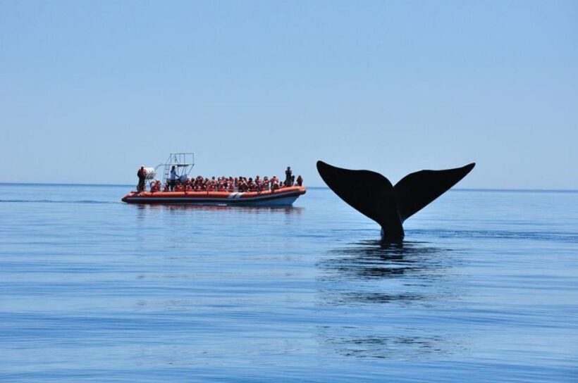 Puerto Madryn: Peninsula Valdes Tour with Whale Watching - The Weather and Best Time to Go