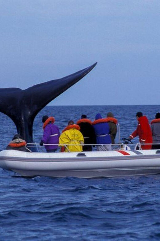 Puerto Madryn: Peninsula Valdes Tour with Whale Watching - The Overall Experience: Pros and Cons