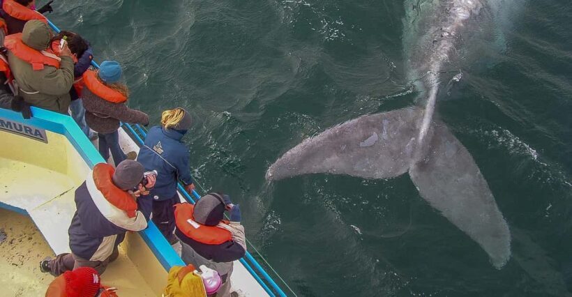 Puerto Madryn: Península Valdes with optional Whale Watching - An In-Depth Look at the Tour: What to Expect