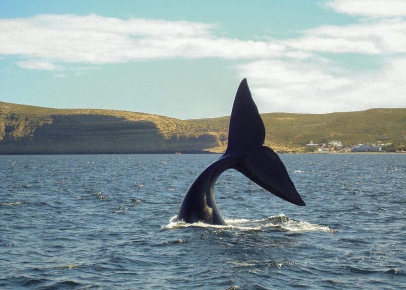 Puerto Madryn: Península Valdes with optional Whale Watching - The Sum Up