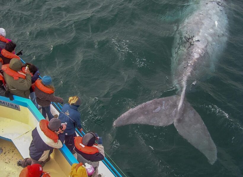 Puerto Madryn: Península Valdes with optional Whale Watching - FAQ