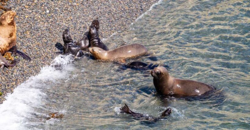 Puerto Madryn: Punta Loma Shore Excursion - A Detailed Look at the Experience