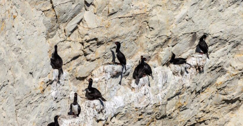 Puerto Madryn: Punta Loma Shore Excursion - Practical Tips for Participants