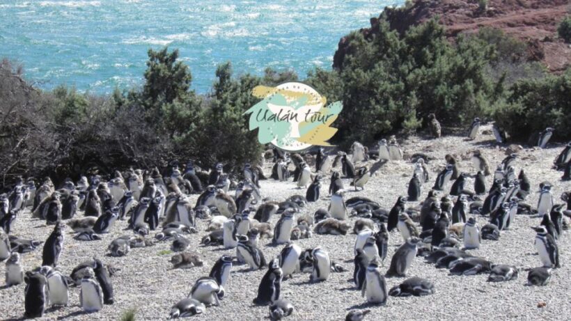 Puerto Madryn: Punta Tombo Shore Excursion for Cruise Guests - Key Points