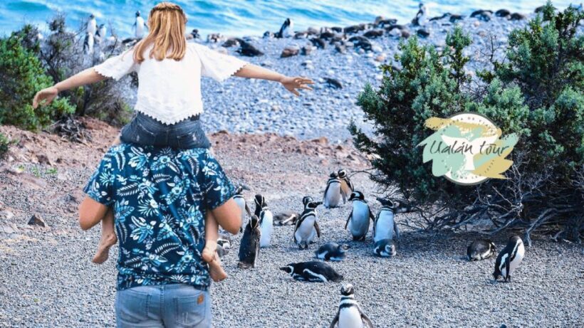 Puerto Madryn: Punta Tombo Shore Excursion for Cruise Guests - Why Choose This Tour?