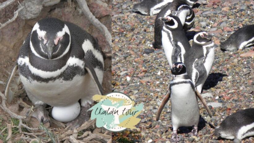 Puerto Madryn: Punta Tombo Shore Excursion for Cruise Guests - Practical Tips for Visitors