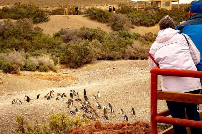 Puerto Madryn: Punta Tombo Walking Among Penguins Experience - Introduction: A Wildlife Adventure from Puerto Madryn