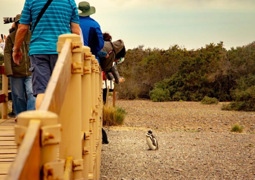 Puerto Madryn: Punta Tombo Walking Among Penguins Experience - Why This Tour Is a Great Choice