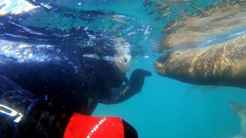 Puerto Madryn: Snorkeling Trip with Sea Lions - Key Points
