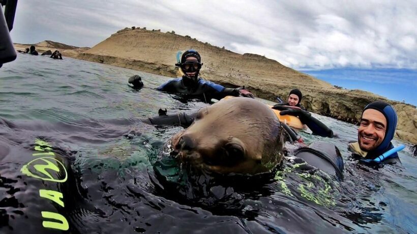 Puerto Madryn: Snorkeling Trip with Sea Lions - Introduction: What to Expect from This Unique Tour