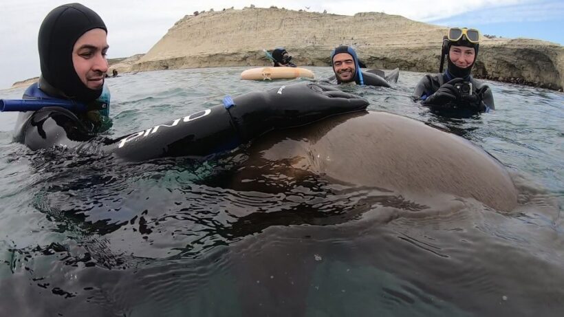 Puerto Madryn: Snorkeling Trip with Sea Lions - The Sum Up: Who Will Love This Tour?