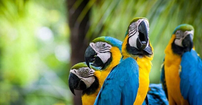 Puerto Maldonado: 2-day Tambopata National Reserve Tour - Key Points