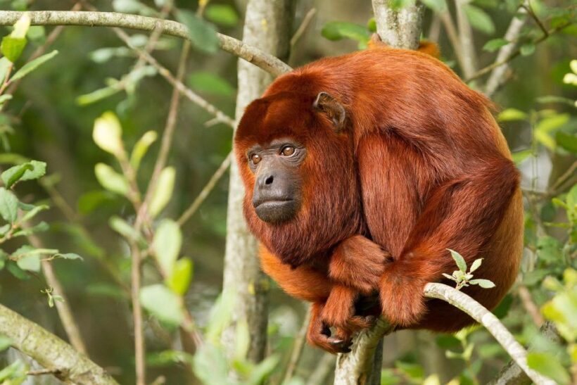 Puerto Maldonado: 2-day Tambopata National Reserve Tour - Who Should Consider This Tour?