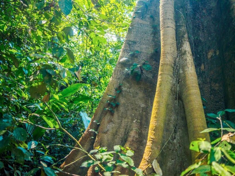 Puerto Maldonado : 4-Day Amazon Rainforest Adventure - The Sum Up