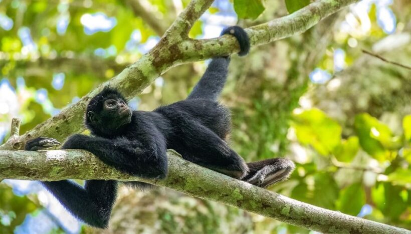 Puerto Maldonado: Kayak and Zip Line Adventure + Monkey Isla - Return and Reflection