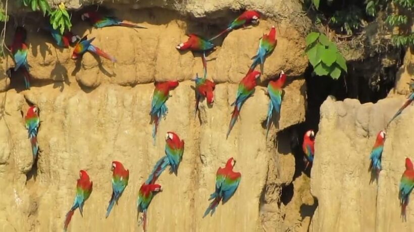 Puerto Maldonado: Parrot and Macaw Clay Lick Excursion. - The Guides and Their Role