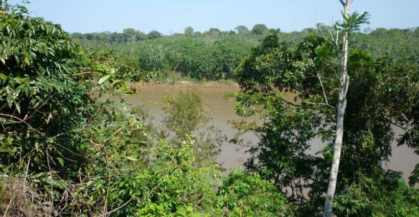 Puerto Maldonado: Parrot and Macaw Clay Lick Excursion. - Key Points