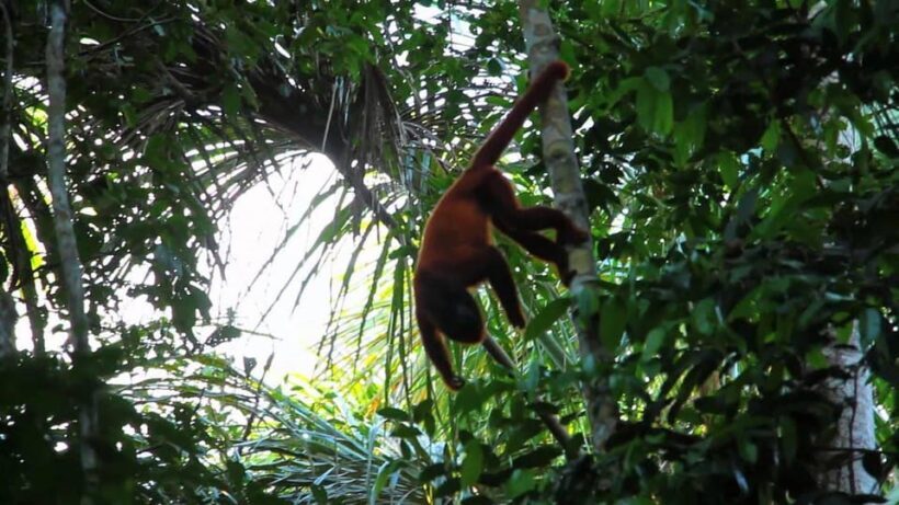 Puerto Maldonado: Parrot and Macaw Clay Lick Excursion. - Who Should Consider This Tour?