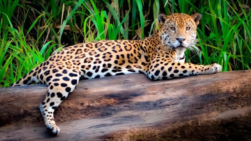 Puerto Maldonado: Parrot and Macaw Clay Lick Excursion. - Final thoughts