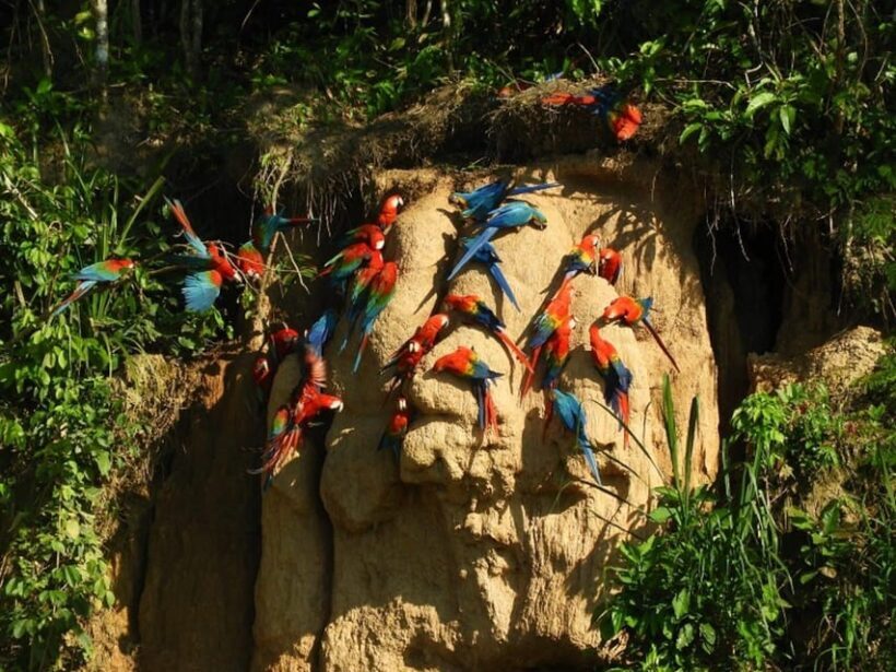 Puerto Maldonado: Parrot and Macaw Clay Lick Excursion. - FAQs