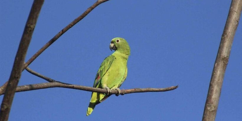 Puerto Maldonado: Parrot and Macaw Clay Lick Excursion - Who Should Consider This Tour?