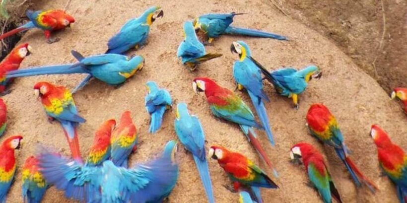 Puerto Maldonado: Parrot and Macaw Clay Lick Excursion - FAQ