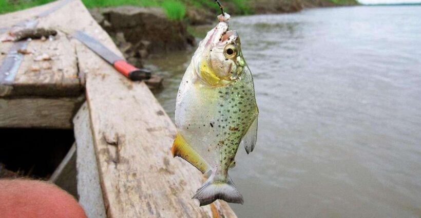 Puerto Maldonado || Parrot Sighting and Piranha fishing - Key Points