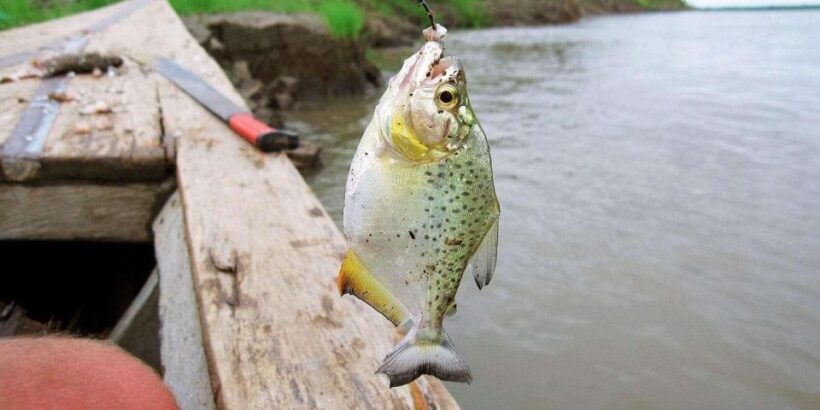 Puerto Maldonado || Parrot Sighting and Piranha fishing - An In-Depth Look at the Tour Experience