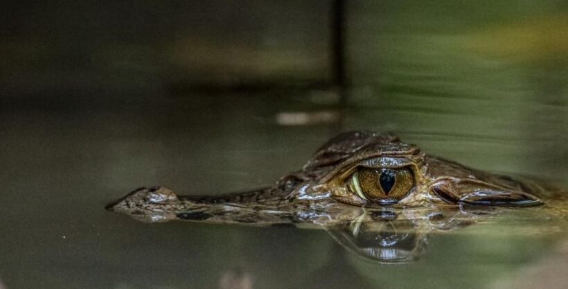Puerto Maldonado: Sandoval Lake Full-Day Trip with Canoeing - The Sum Up