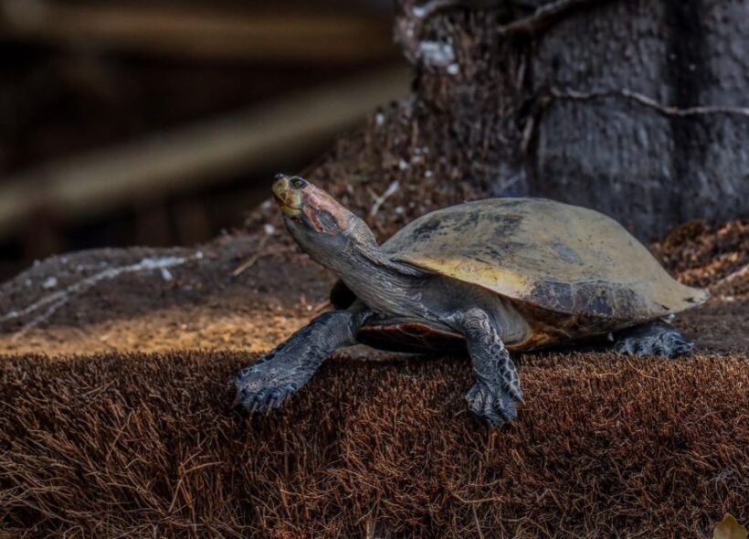 Puerto Maldonado: Sandoval Lake Full-Day Trip with Canoeing - FAQ