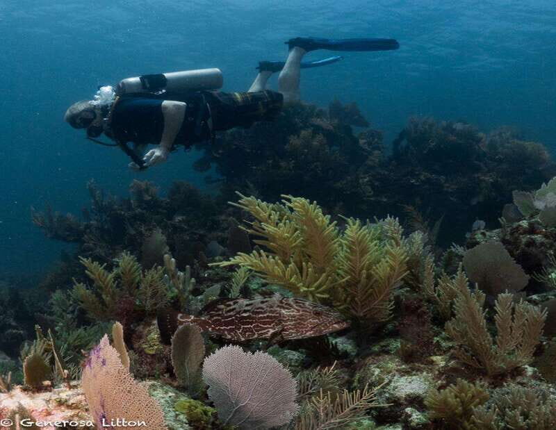 Puerto Morelos: Diving at the C56 Shipwreck - An In-Depth Review of the C56 Shipwreck Tour