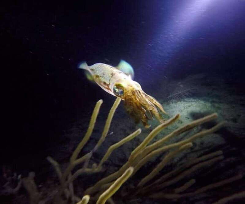 Puerto Morelos: Ojo de Agua Night Dive for Certified Divers - The Allure of Night Diving at Ojo de Agua