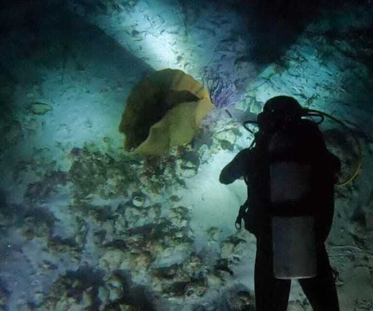 Puerto Morelos: Ojo de Agua Night Dive for Certified Divers - What to Expect During the Dive