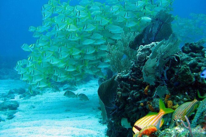 Puerto Morelos Reef Snorkeling Tour with Lunch - How Does It Really Feel?